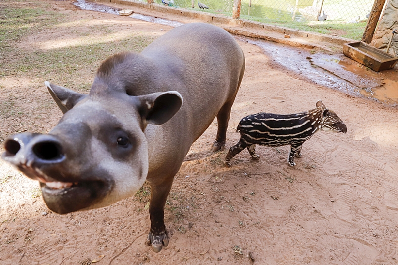 STNews - Notícias e Entretenimento